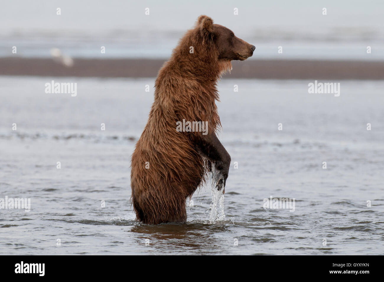 Ours brun debout Banque de photographies et d’images à haute résolution - Alamy