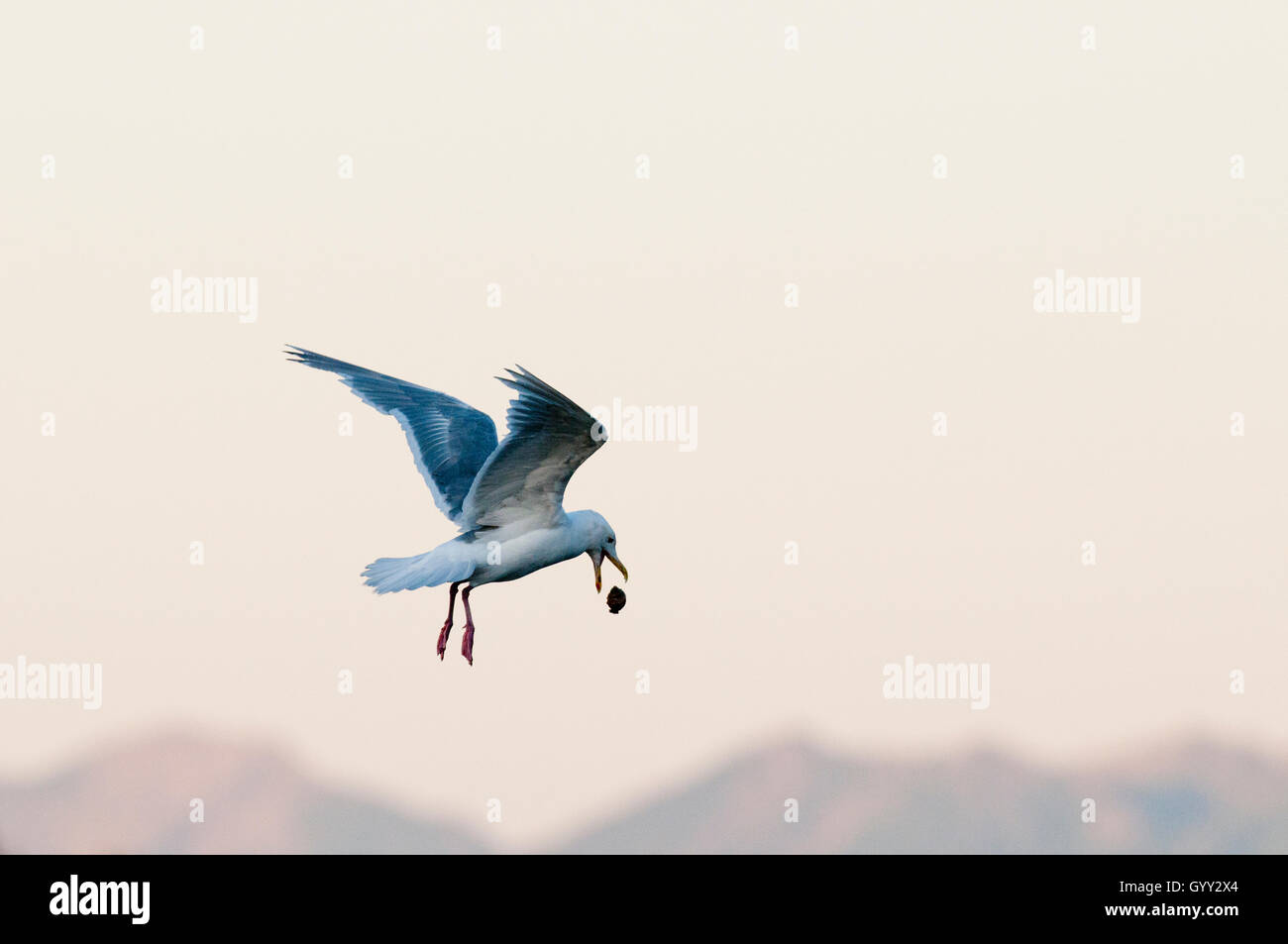 Mouette craquant Banque de photographies et d’images à haute résolution ...