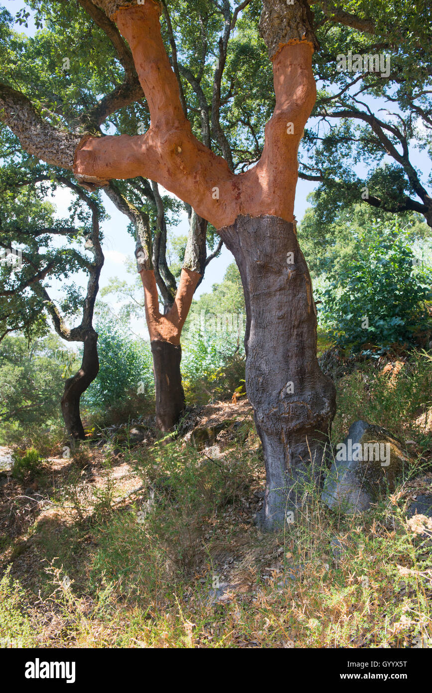 Chêne-liège (Quercus suber), District de Faro, Portugal Photo Stock - Alamy