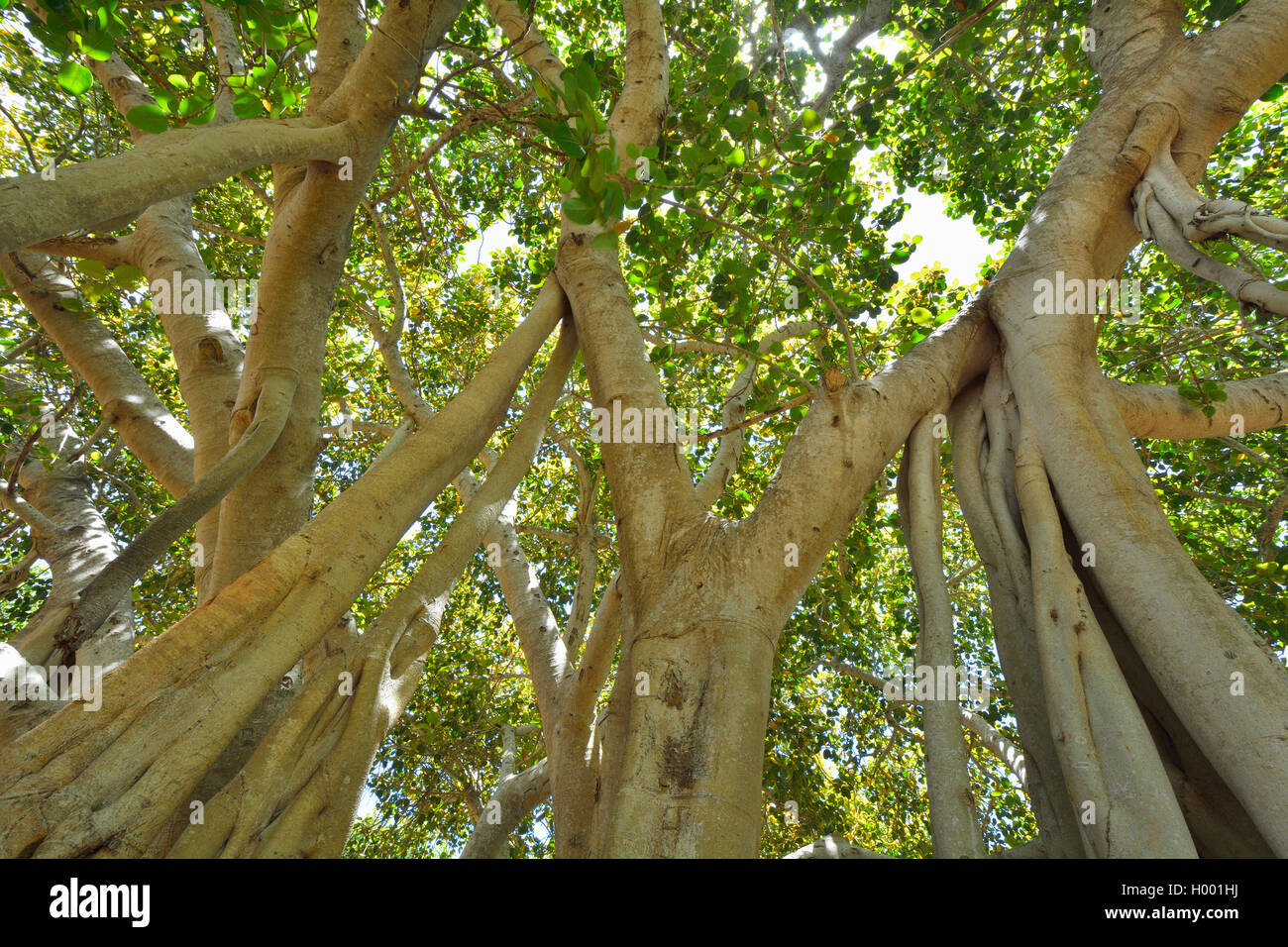 Java Fig Tree Banque d'image et photos - Alamy