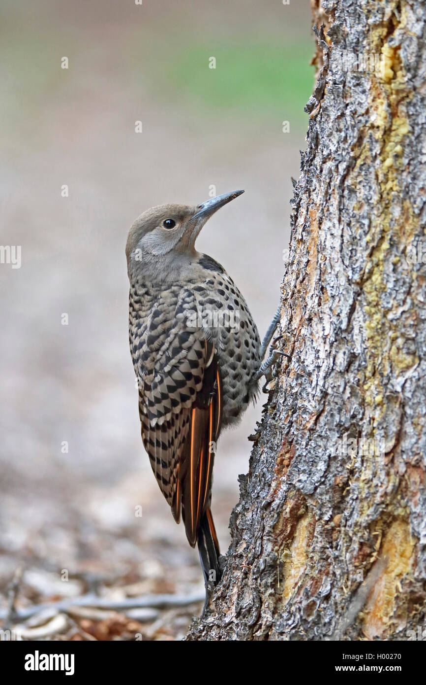 Les Pic flamboyant (Colaptes auratus), oiseau juvénile escalade à un ...
