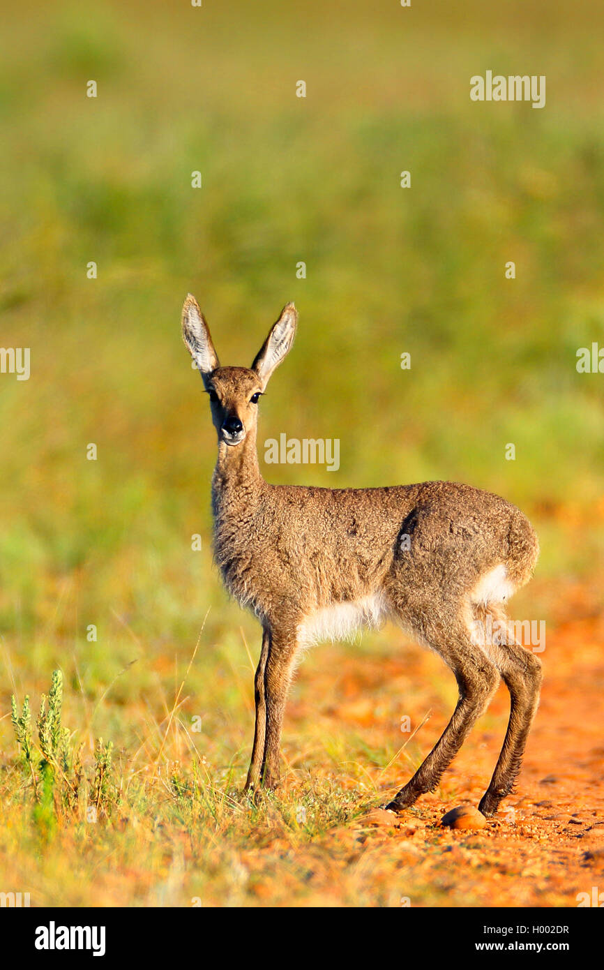 Vaal rhebok Banque de photographies et d’images à haute résolution - Alamy