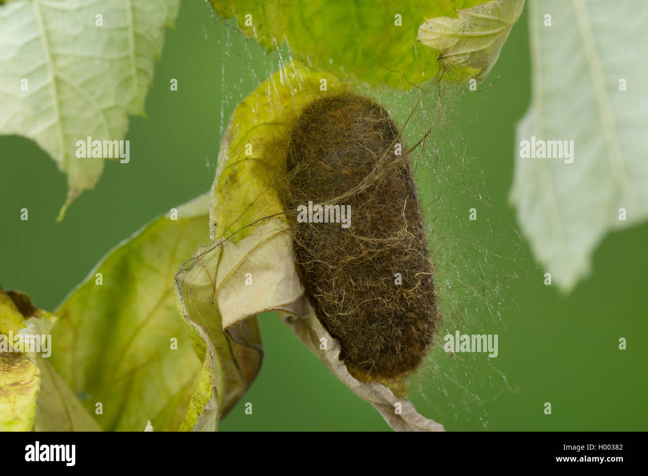 Cocon d insectes avec des poils Banque de photographies et d’images à ...