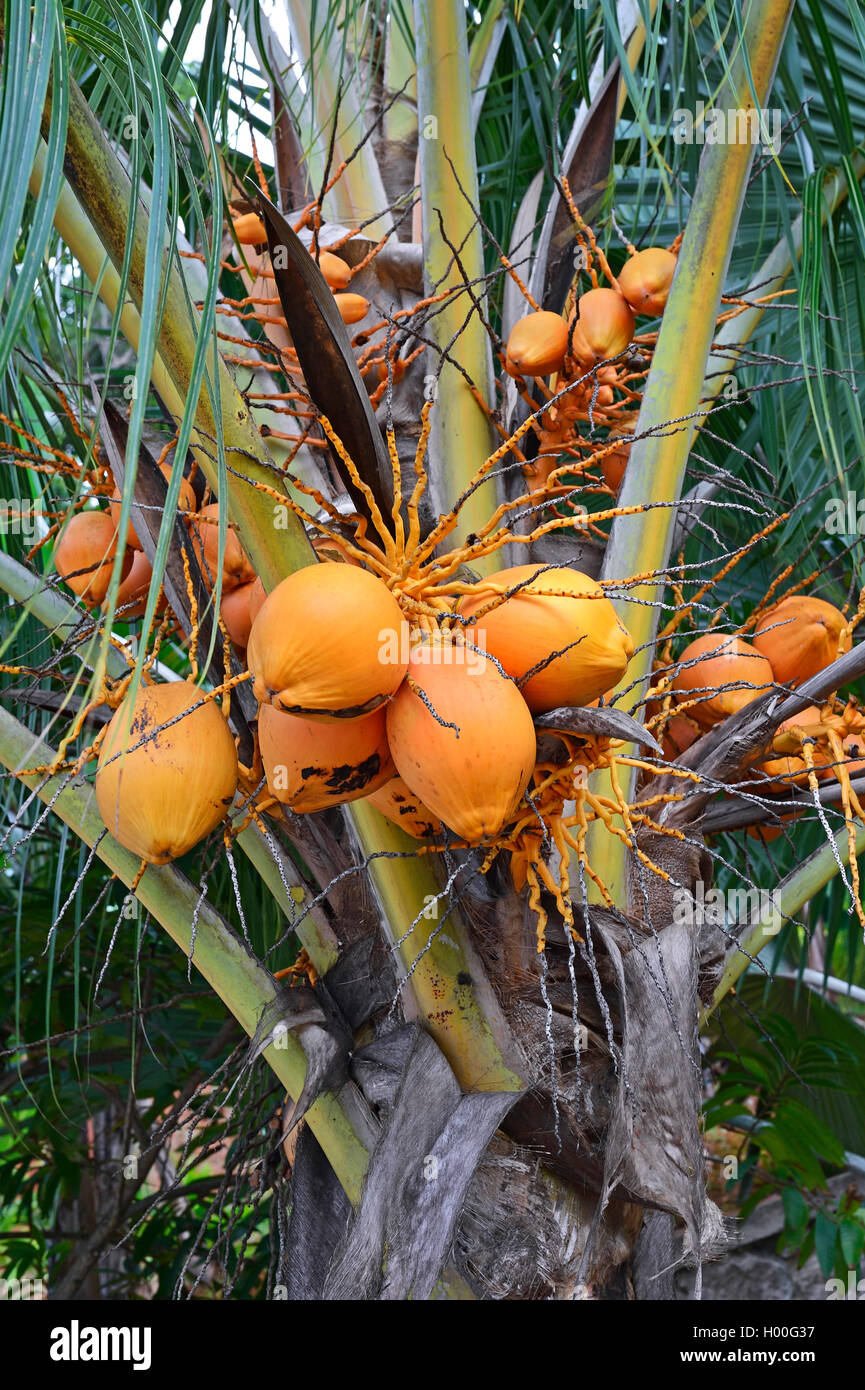 Fruits coco palm cocos nucifera Banque de photographies et d’images à ...