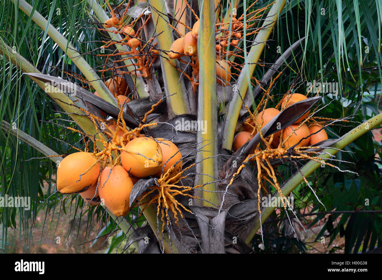 Fruits coco palm cocos nucifera Banque de photographies et d’images à ...