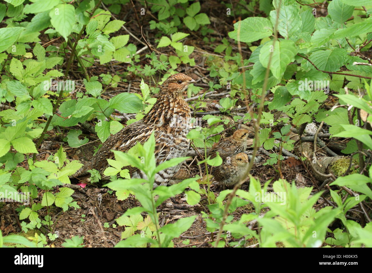 Avec les poussins poule faisan Photo Stock - Alamy