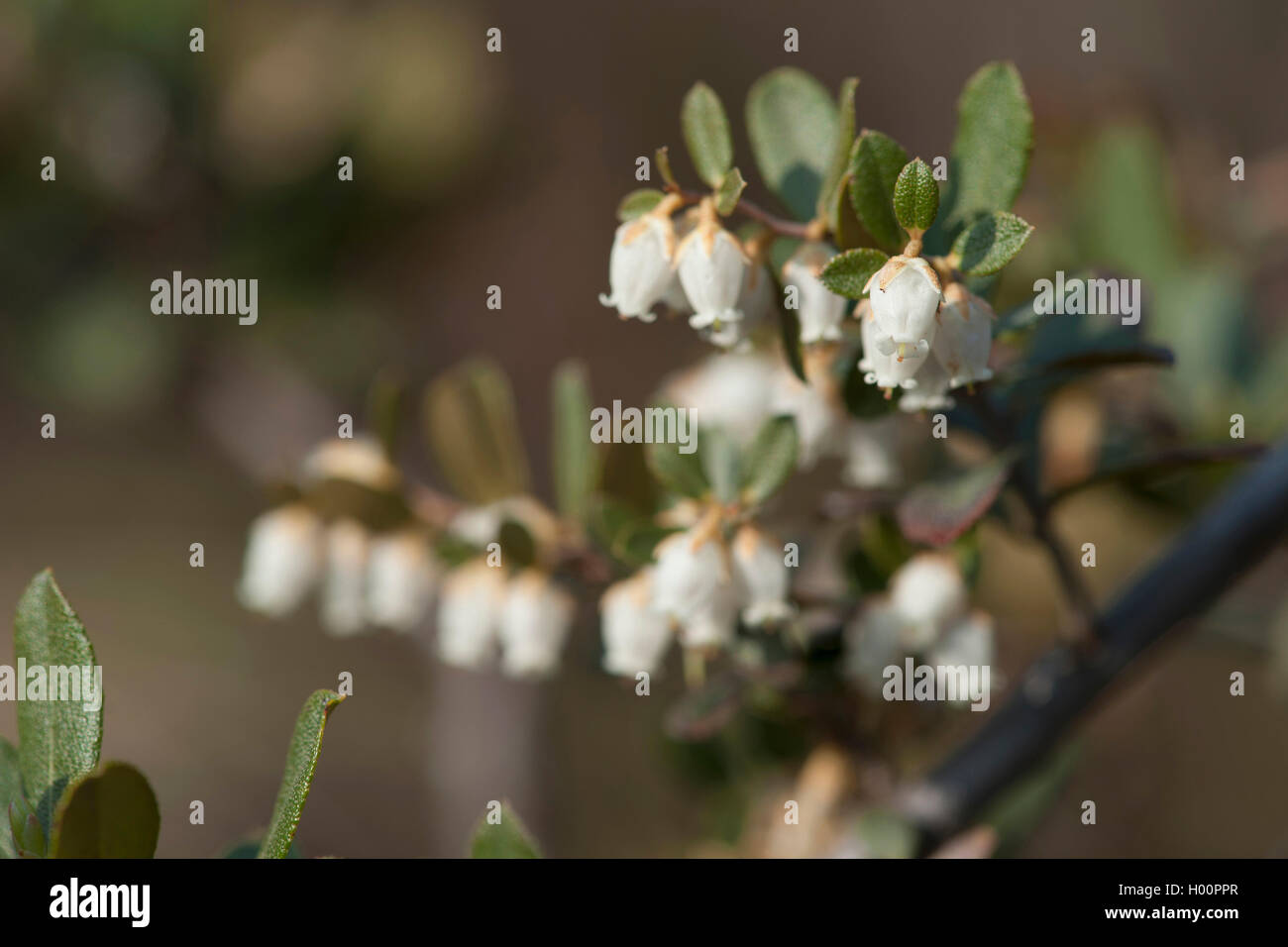 Feuille de cuir chamaedaphne calyculata Banque de photographies et d ...