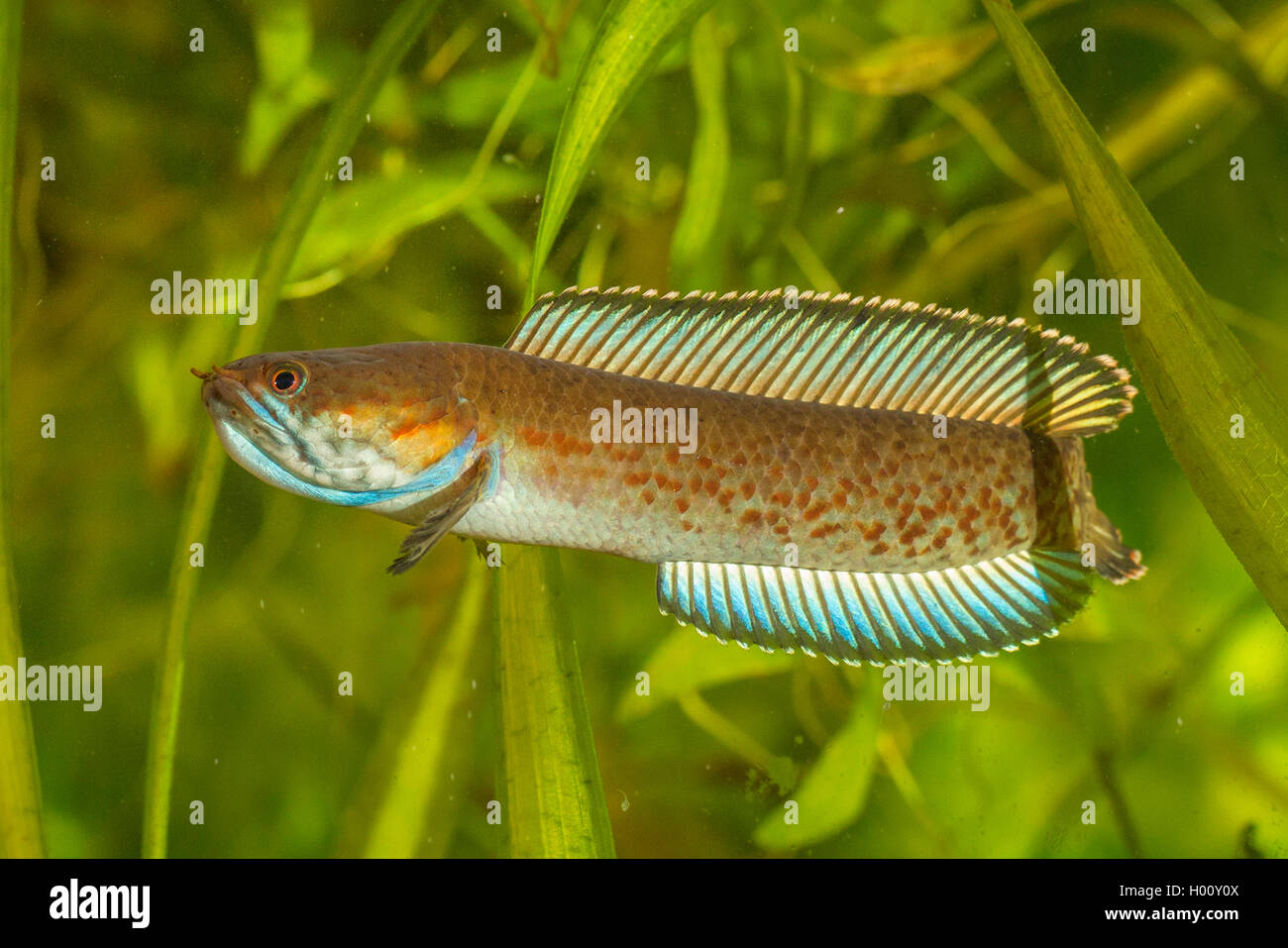 Channa fish Banque de photographies et d’images à haute résolution - Alamy