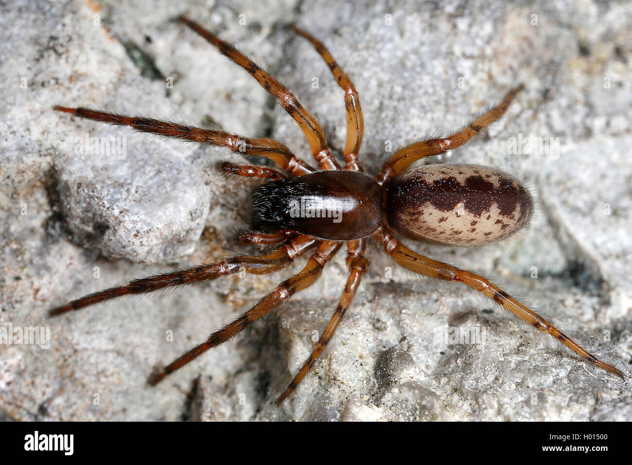 Cellar spider segestria senoculata Banque de photographies et d’images ...