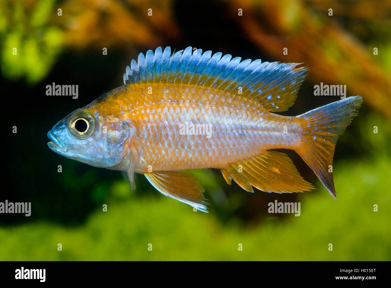 Animal rouge Banque de photographies et d’images à haute résolution - Alamy