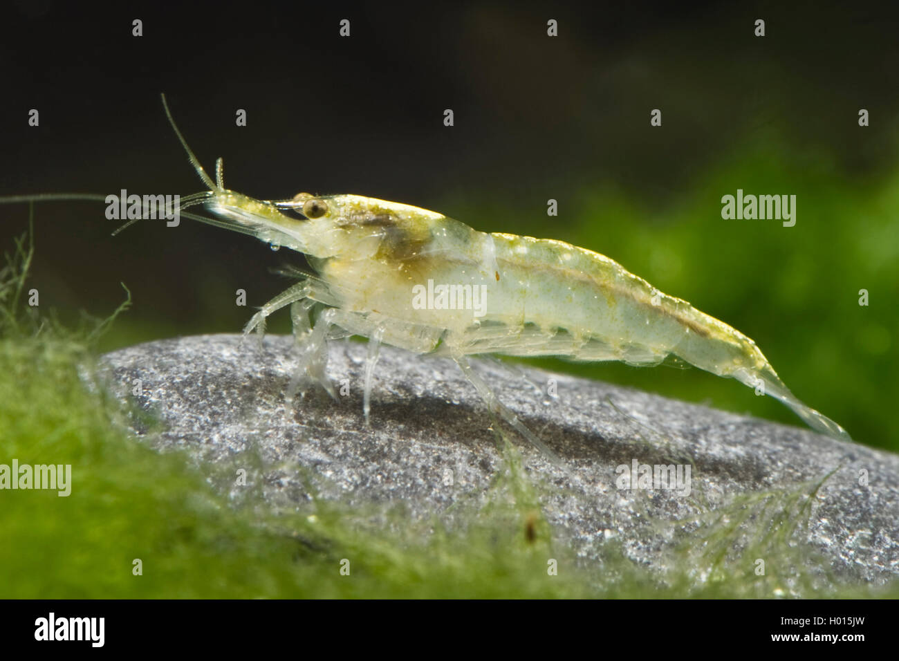 Crevette cerise rouge neocaridina Banque de photographies et d’images à ...
