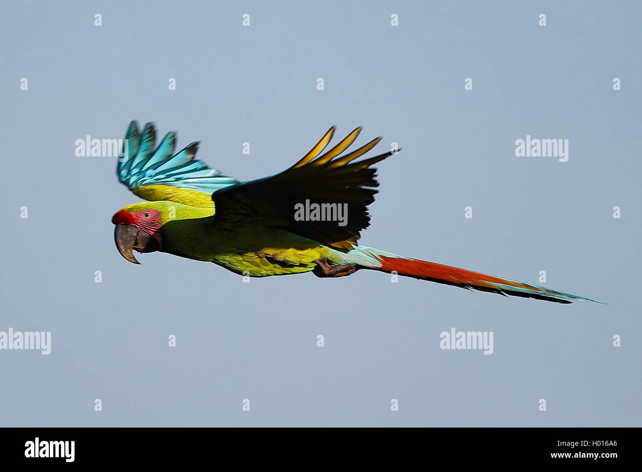 Aras aras en vol Banque de photographies et d’images à haute résolution ...