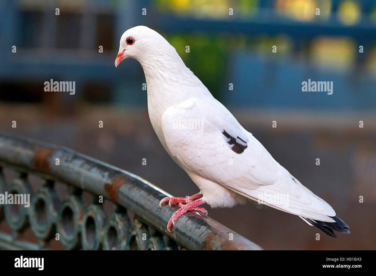 Pigeon albinos Banque de photographies et d’images à haute résolution ...