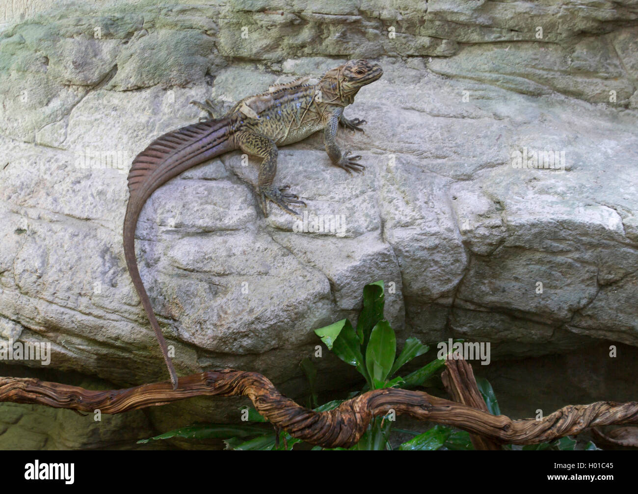 Faune philippine Banque de photographies et d’images à haute résolution ...