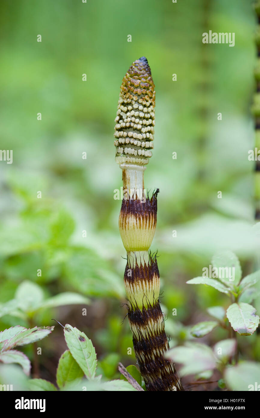 Grande Prêle (Equisetum telmateia, Equisetum telmateja, Equisetum ...