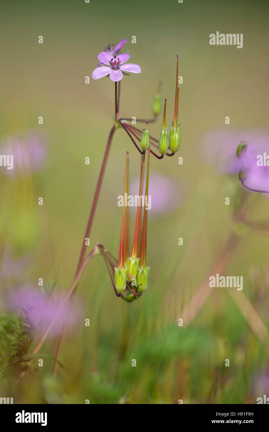 Fruits rouges sauvages Banque de photographies et d’images à haute ...
