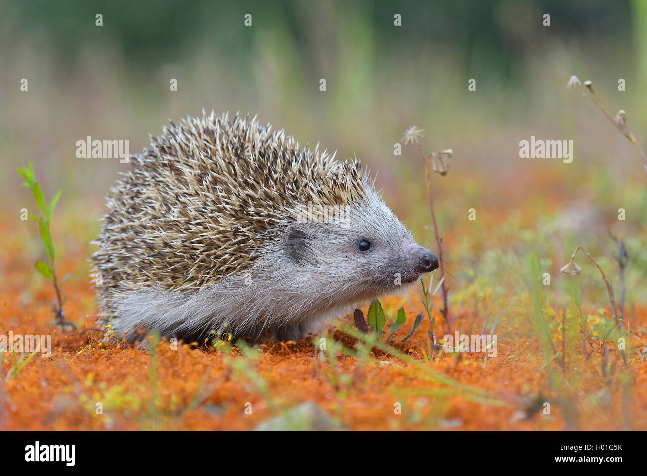 Europaeischer Igel, Westeuropaeischer Westigel West-Igel Igel ...