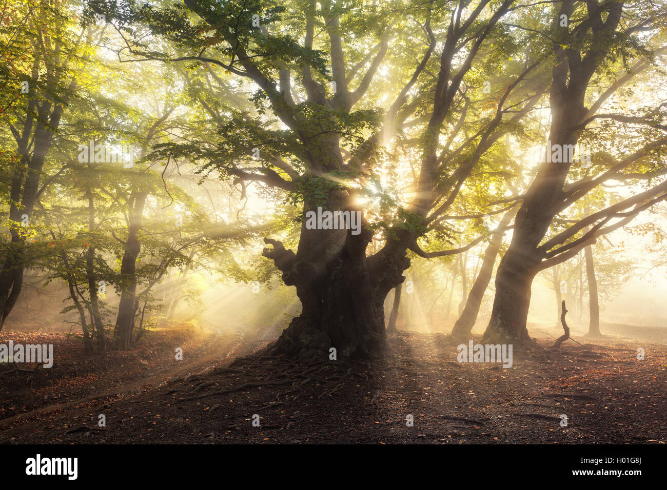 Soleil de la forêt Banque de photographies et d’images à haute ...