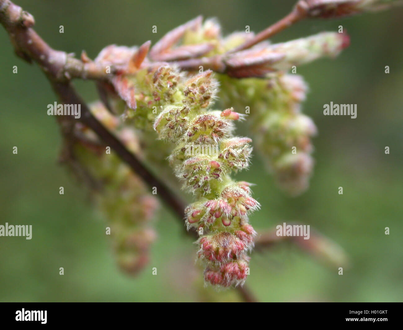 Male inflorescence hornbeam Banque de photographies et d’images à haute ...