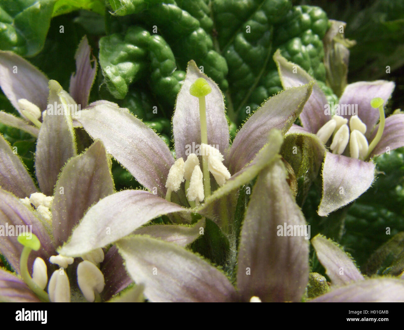 Mandragora officinarum Banque de photographies et d’images à haute ...