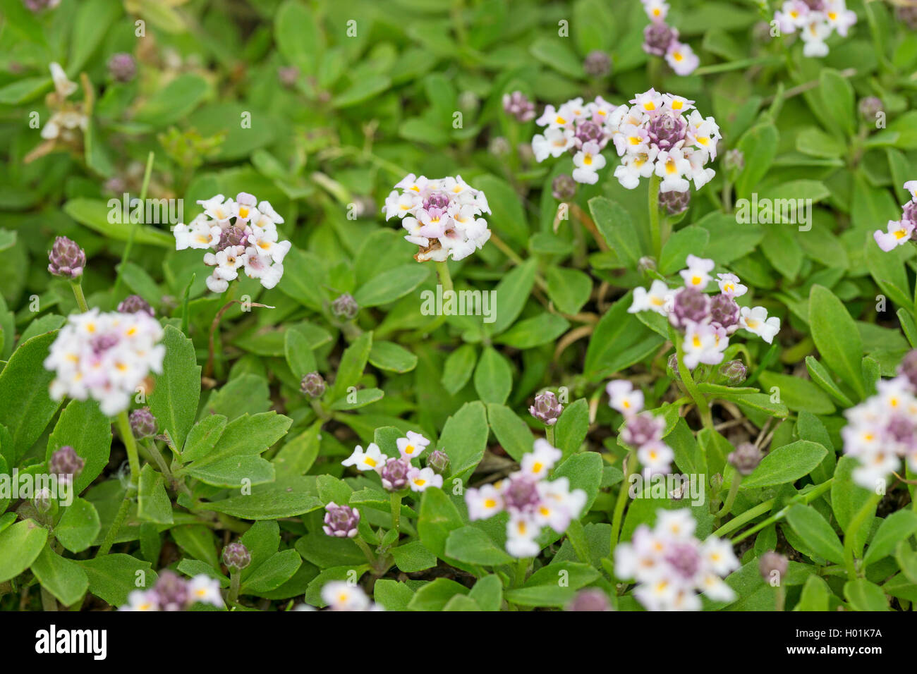 Fogfruit Sawtooth, Turquie Filandre, la zostère (phyla nodiflora Lippia ...