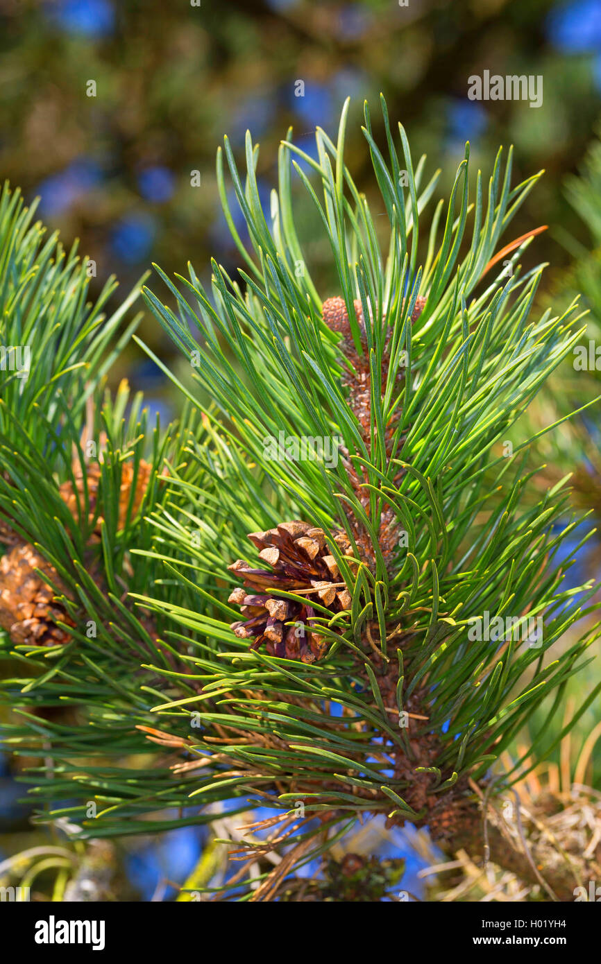 Le pin mugo, pin (Pinus uncinata, Pinus mugo uncinata, Pinus mugo ...