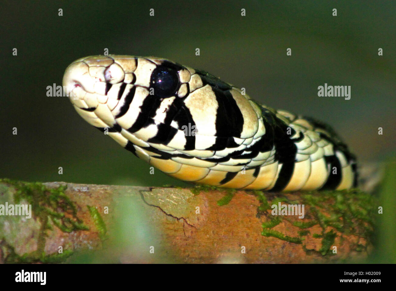 Poulet Tropical, Tiger snake Couleuvre obscure (Spilotes pullatus ...