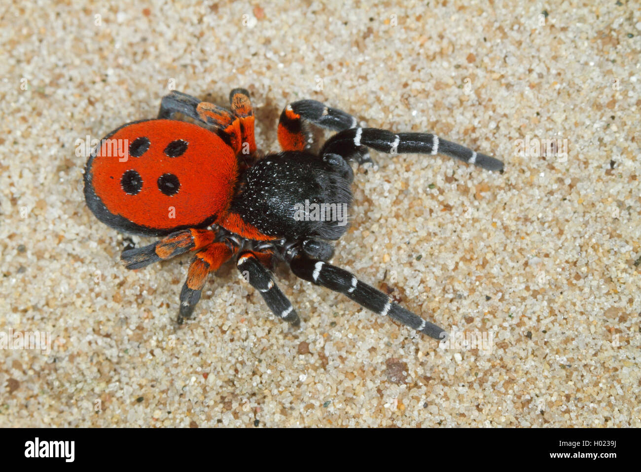 Ladybird spider eresus niger Banque de photographies et d’images à ...