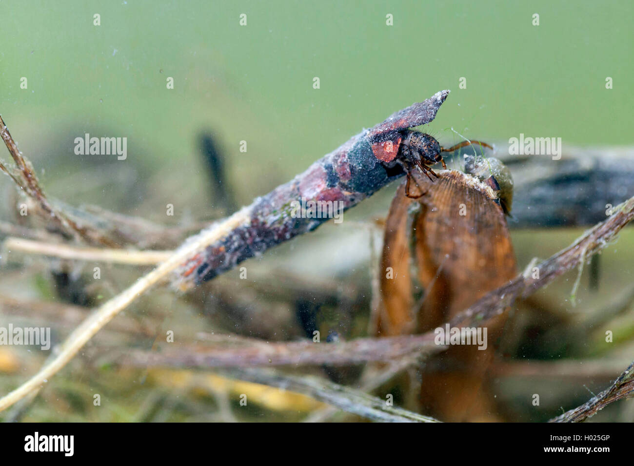 Larve de mouche caddis Banque d'image et photos - Page 2 - Alamy