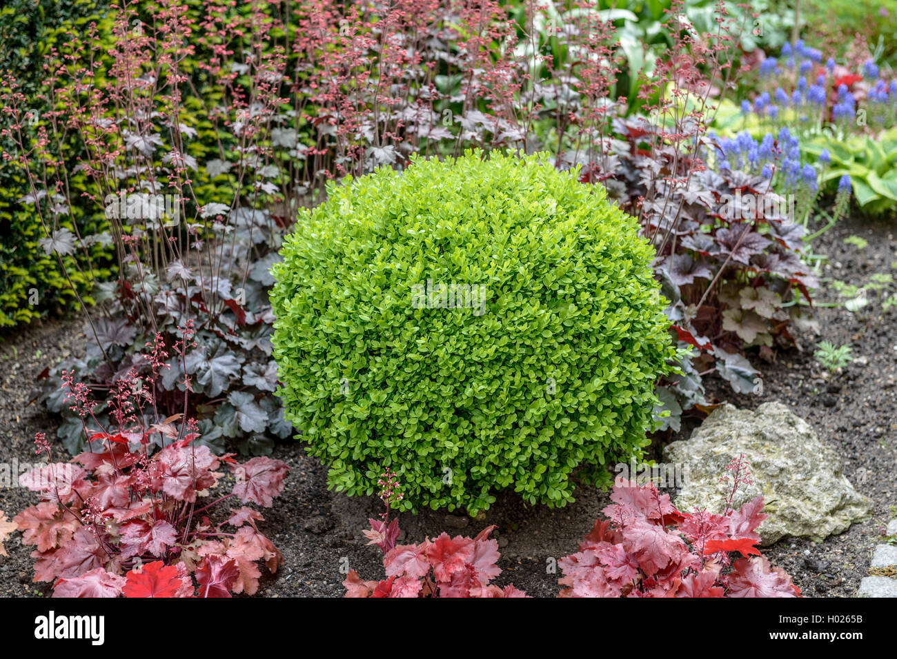 Buxus sempervirens suffruticosa Banque de photographies et d’images à ...