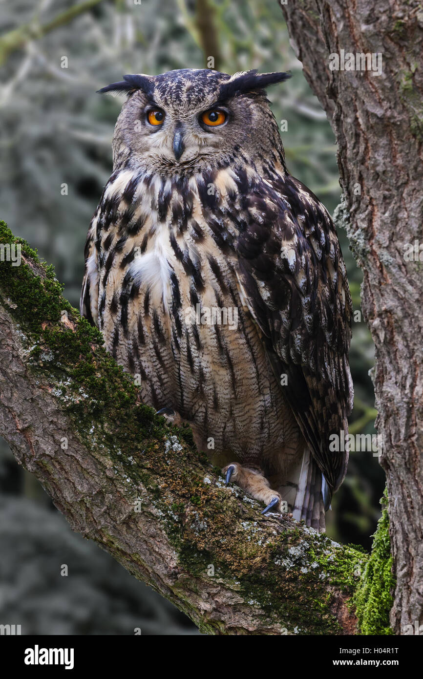 Fourche d'un arbre Banque de photographies et d’images à haute ...
