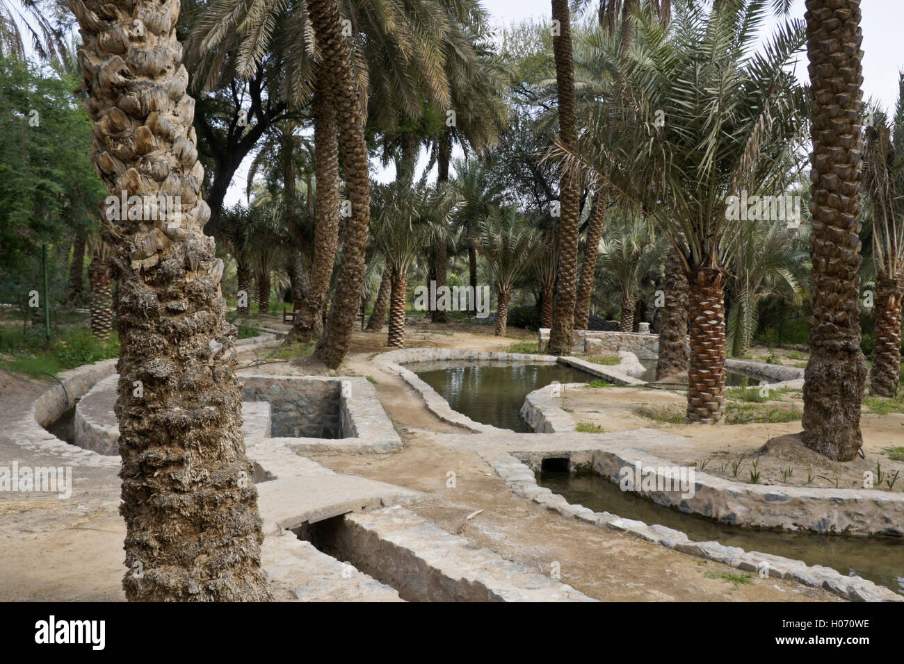 Falaj (système d'irrigation) en date palm grove, Hatta Heritage Village ...