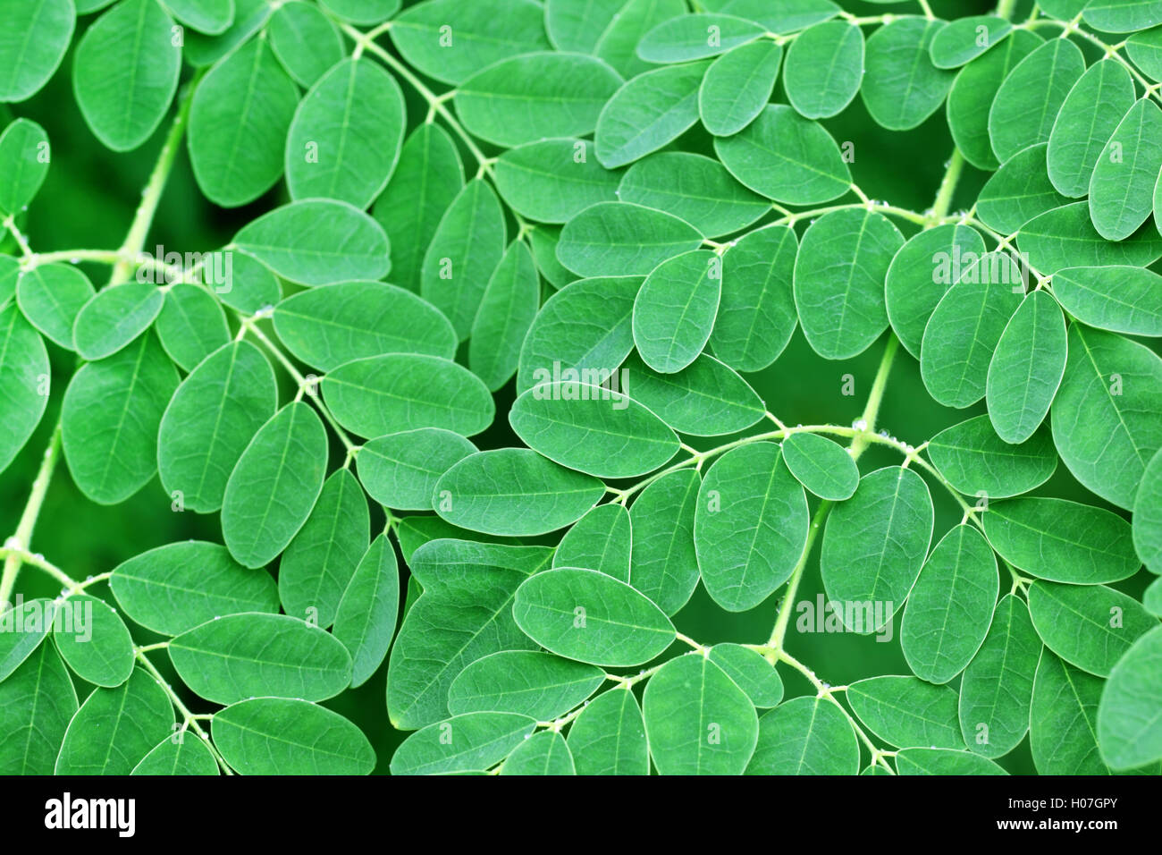Moringa leaves Banque de photographies et d’images à haute résolution ...