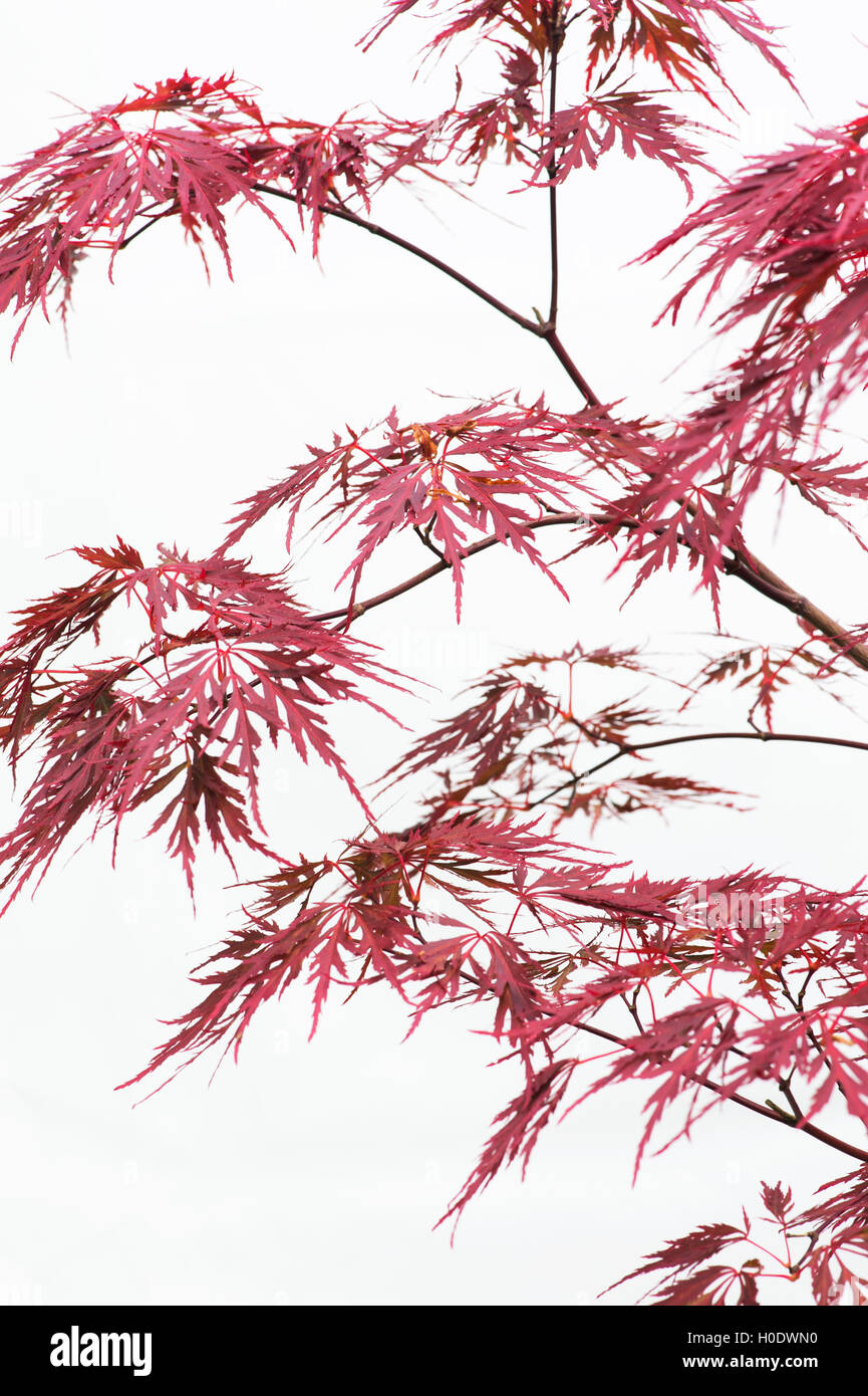 Acer palmatum dissectum 'Firecracker'. Japanese maple tree branch et de ...