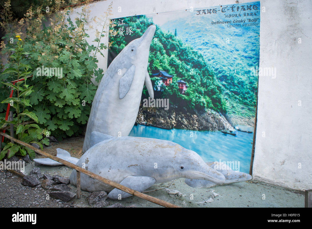 Lipotes vexillifer Banque de photographies et d’images à haute ...