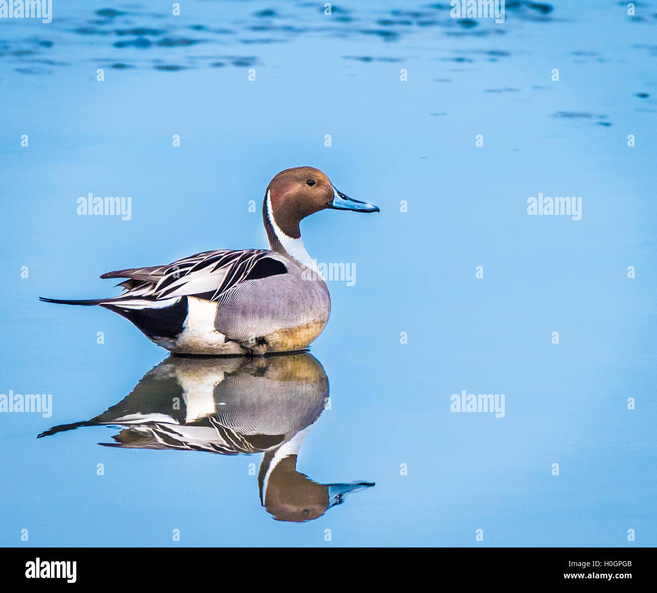 Le canard pilet Banque de photographies et d’images à haute résolution ...
