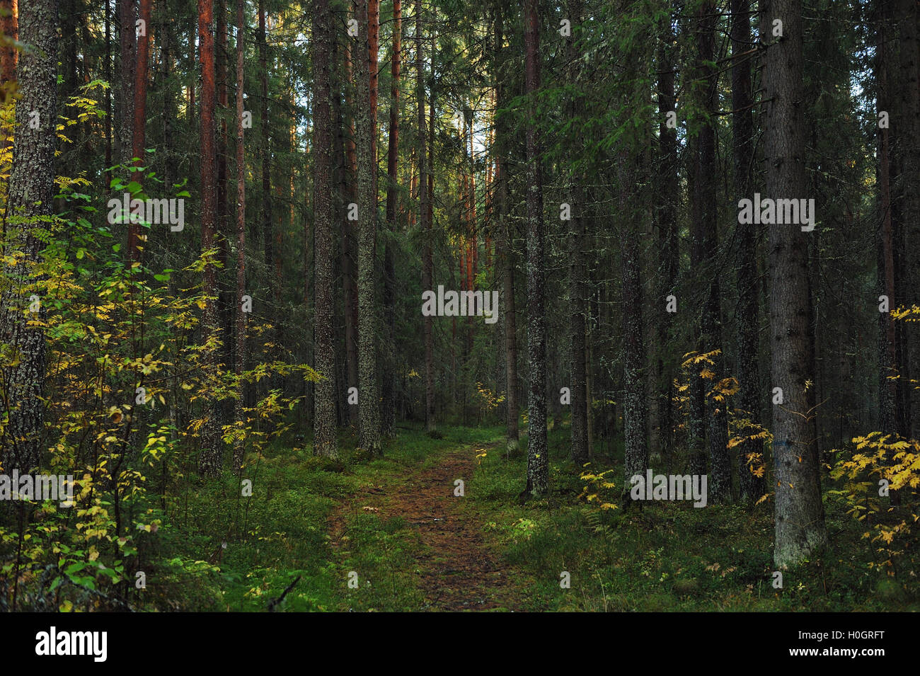 Chemin forestier automne arbres soleil Banque de photographies et d’images à haute résolution ...