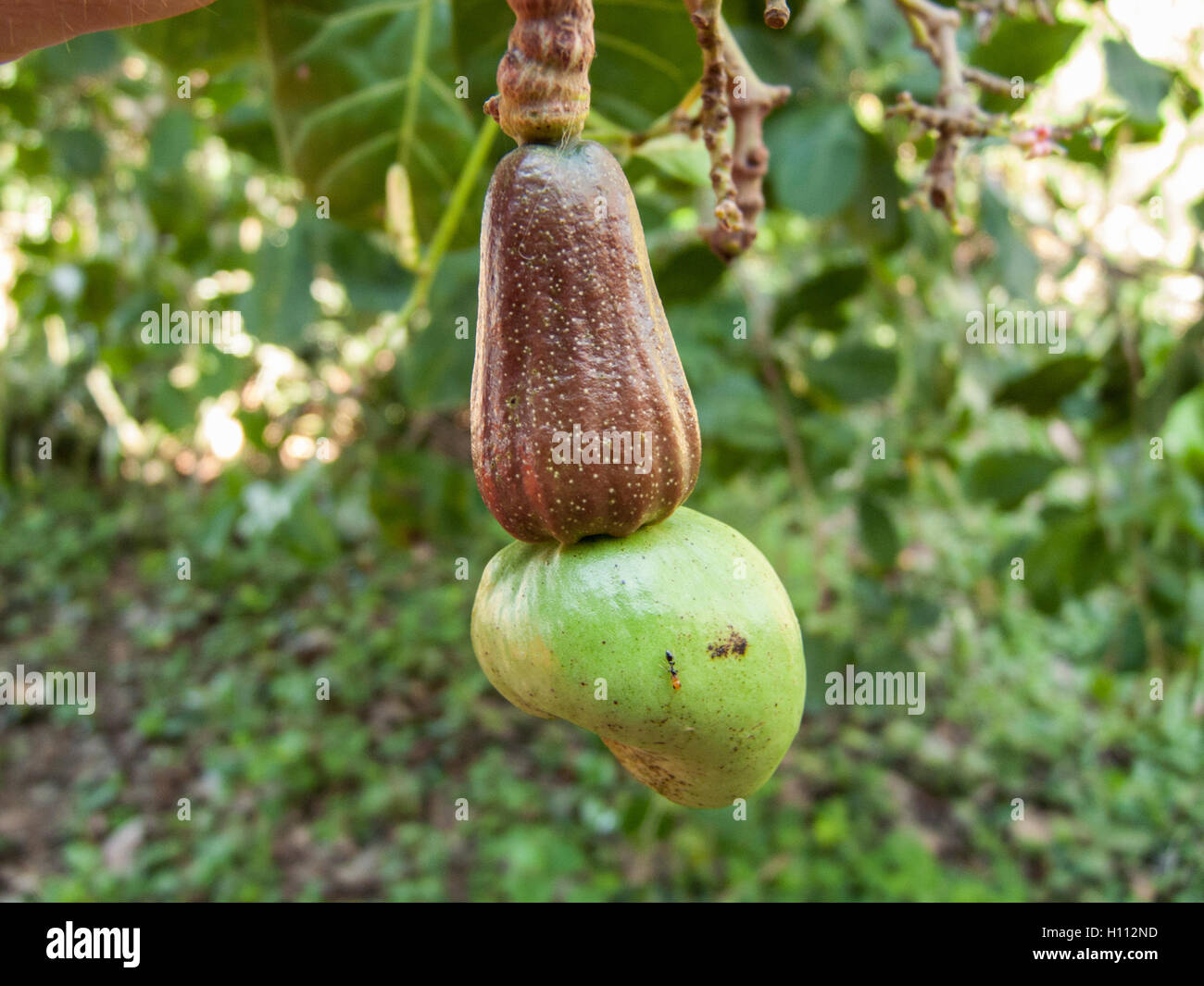 Fruits, noix de cajou (Anacardium occidentale) de plus en forêt, Brésil ...