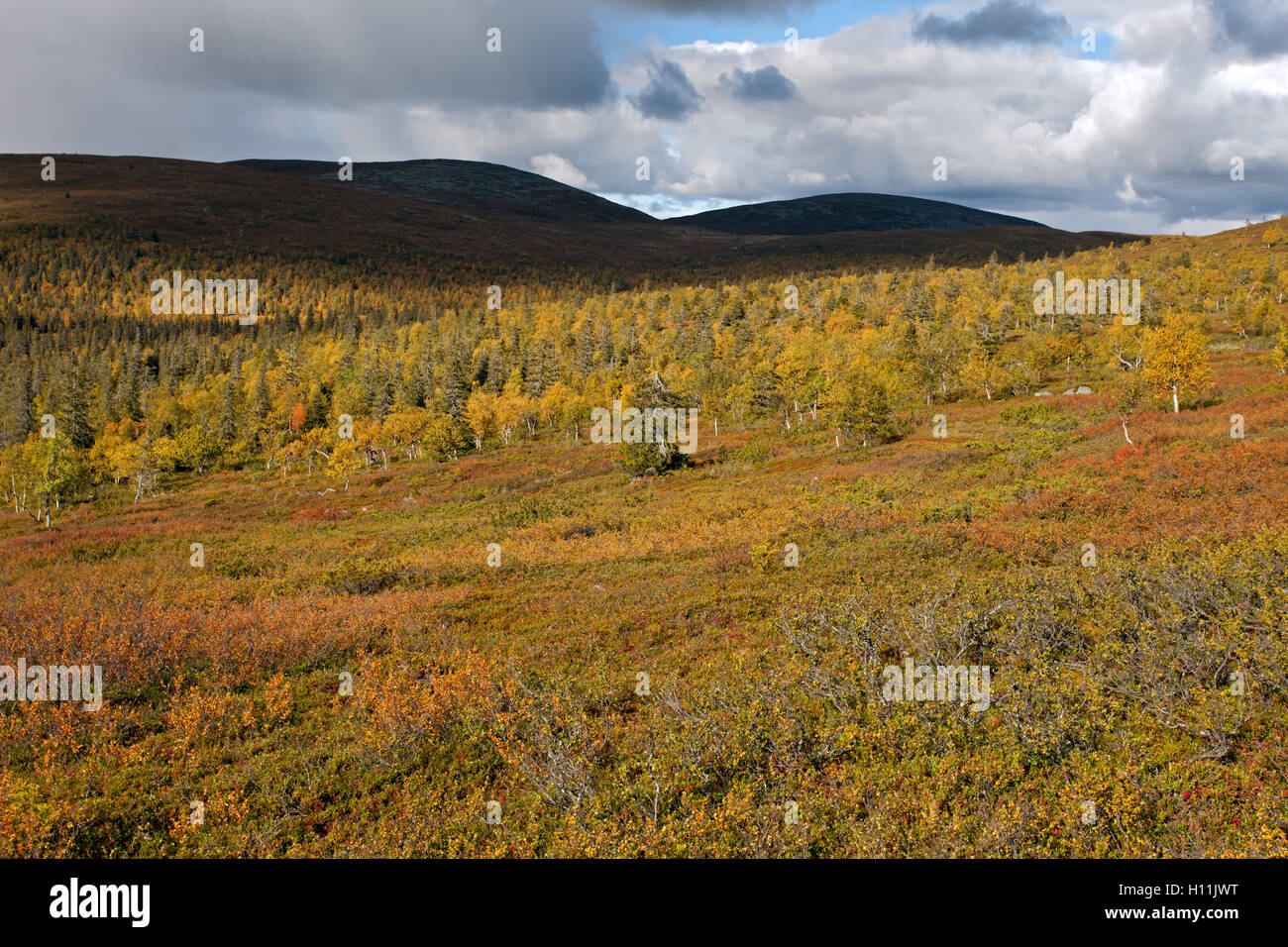 Toundra automne Banque de photographies et d’images à haute résolution ...
