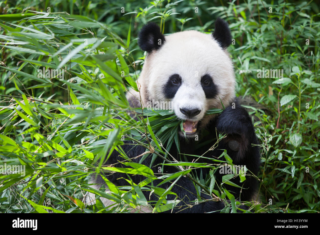 Panda qui mange du bambou Banque de photographies et d’images à haute ...