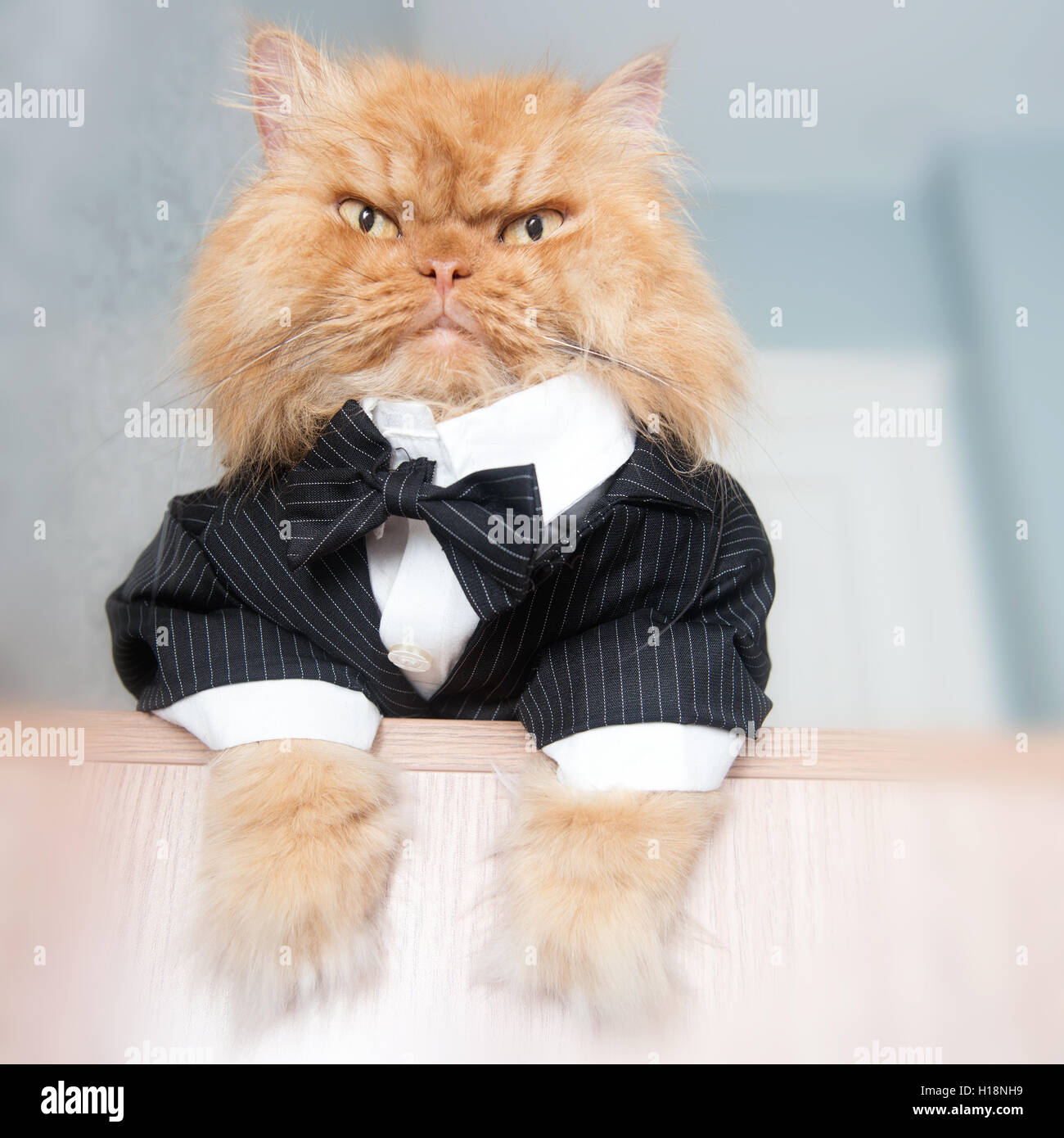 Chat habillé Banque de photographies et d’images à haute résolution - Alamy