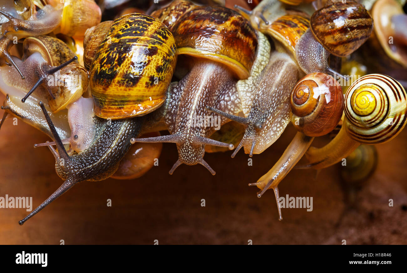 Escargots de jardinage Banque de photographies et d’images à haute ...