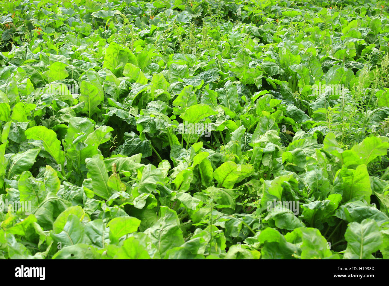 Plante de betterave Banque de photographies et d’images à haute ...