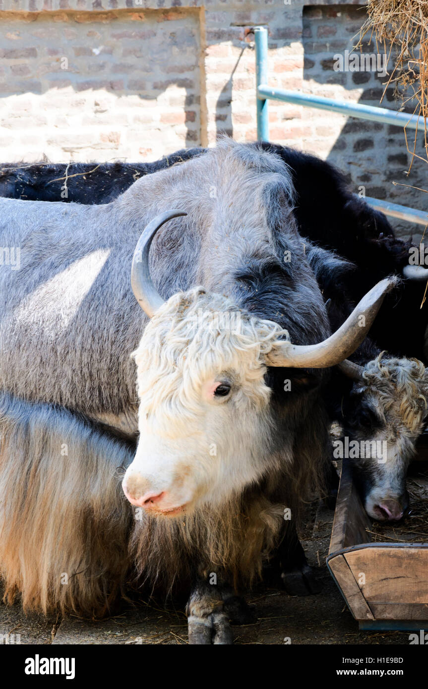 Vache poilue Banque de photographies et d’images à haute résolution - Alamy