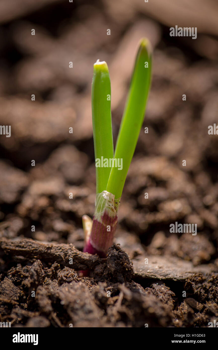 Germination d'oignon rouge Banque de photographies et d’images à haute ...