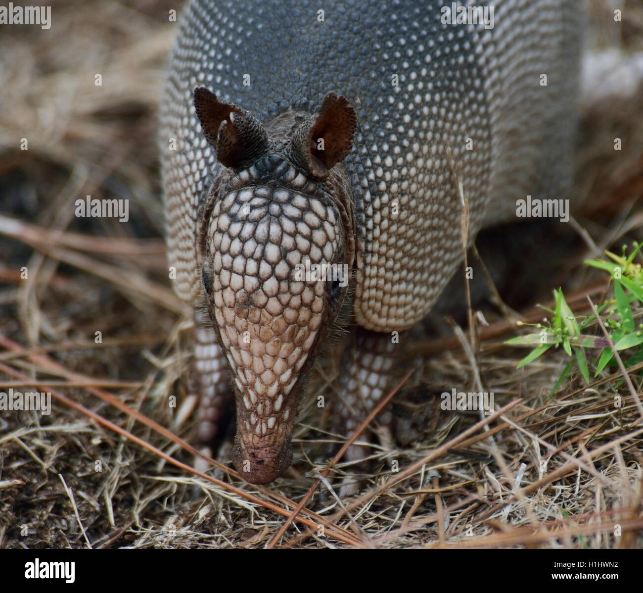 Tatou animal Banque de photographies et d’images à haute résolution - Alamy