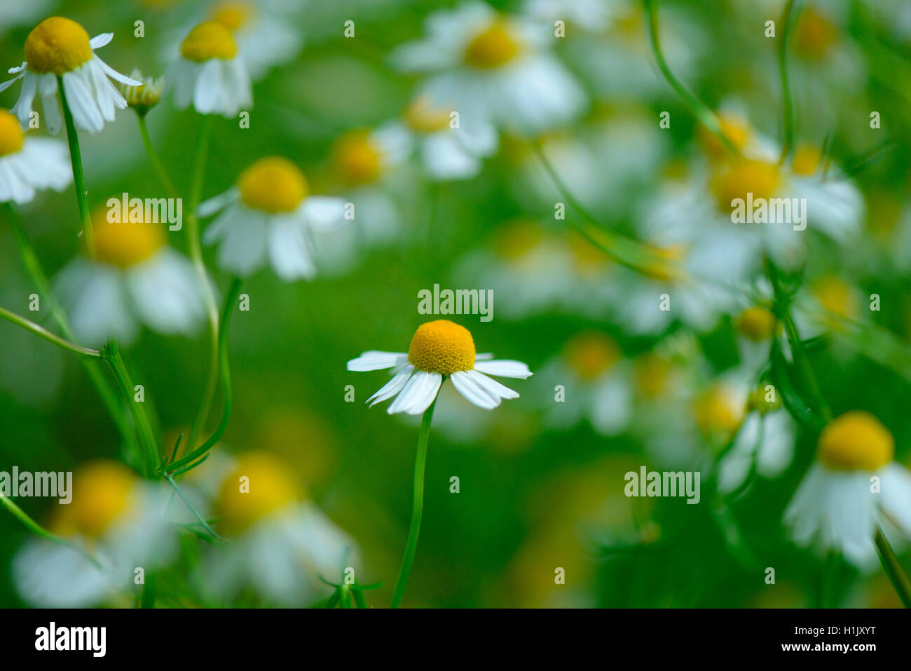 Echte kamille Banque de photographies et d’images à haute résolution ...