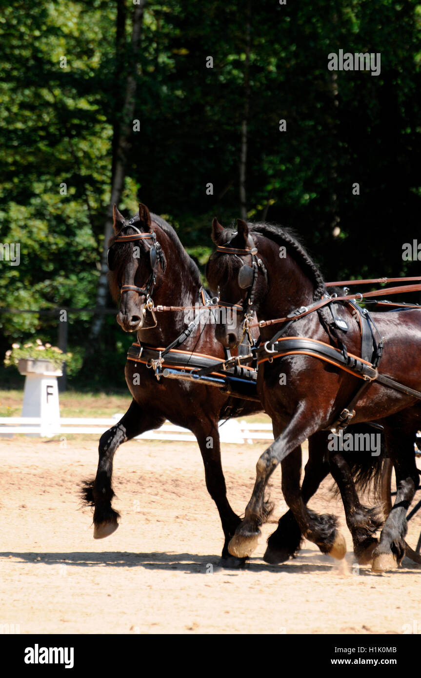Cheval frison, combinée au volant, transport, sport équestre, faisceau ...