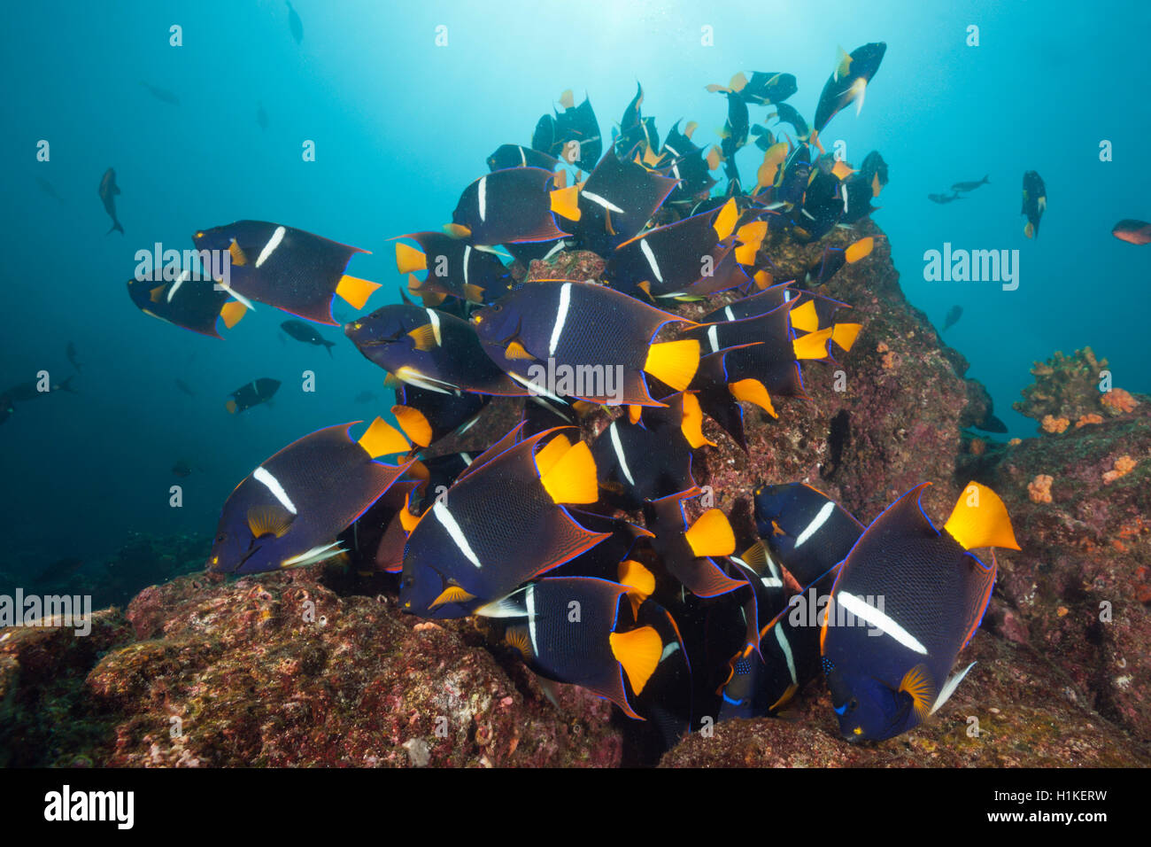 Cabo marshall Banque de photographies et d’images à haute résolution ...