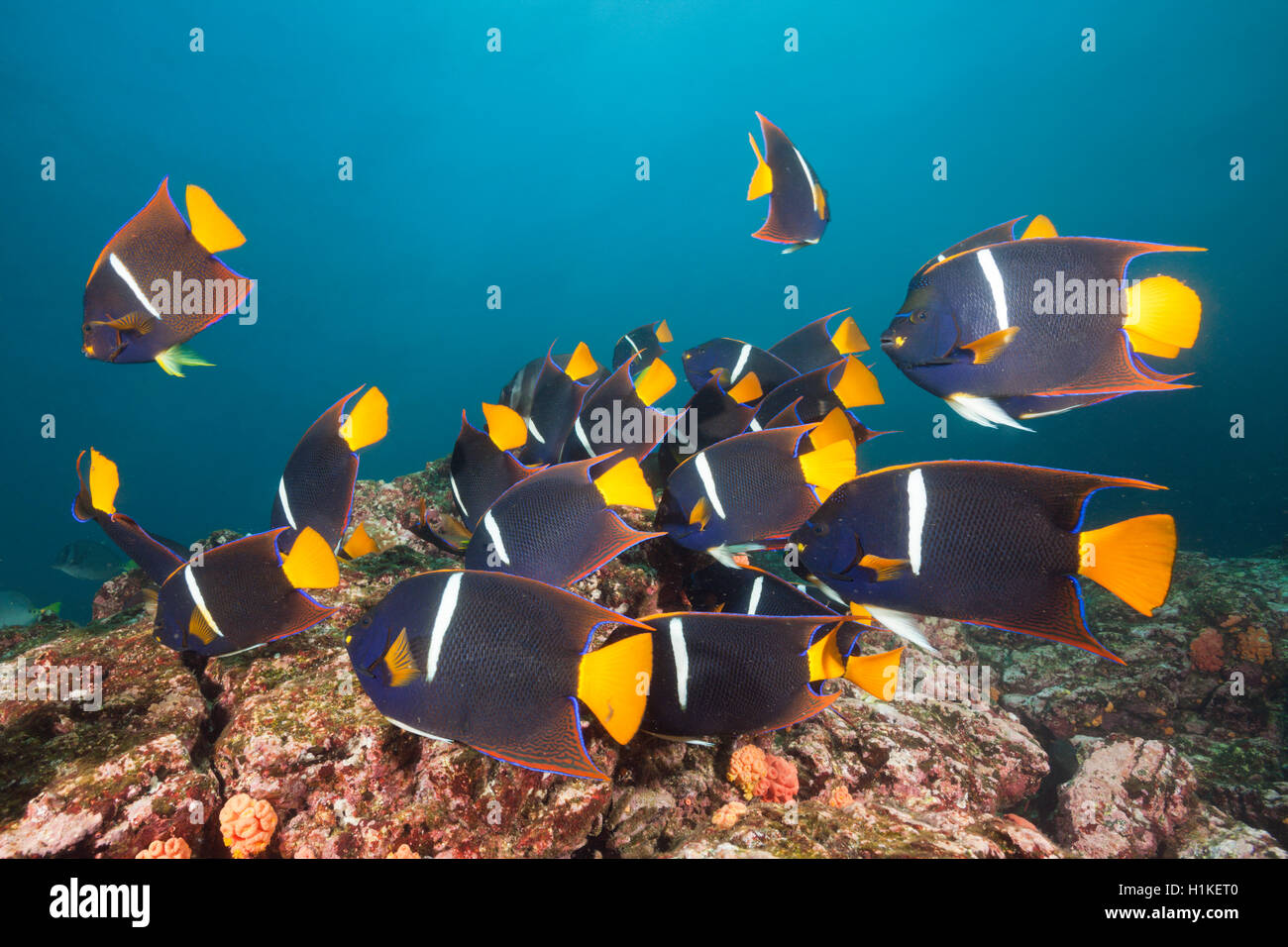 Cabo marshall Banque de photographies et d’images à haute résolution ...